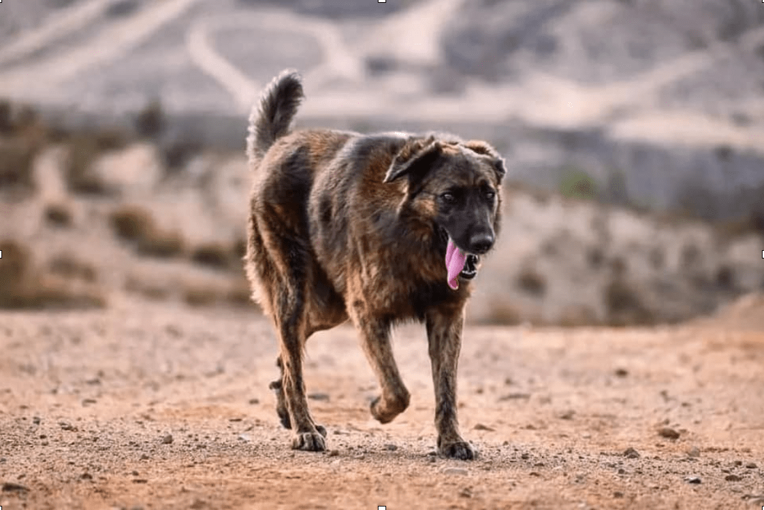 Macabro hallazgo en Papudo: Encuentran cuerpo de querido perro con ...